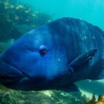 Snorkeling To Discover Sydney's Underwater Wonders - Detailed Breakdown of the Itinerary