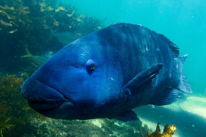 Snorkeling To Discover Sydney's Underwater Wonders - Detailed Breakdown of the Itinerary