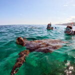 Snorkeling with sea turtles - The Sum Up
