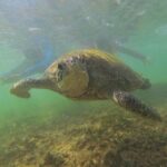 Snorkeling with Sea Turtles in Mirissa (Pickup and Drop included) - The Bottom Line