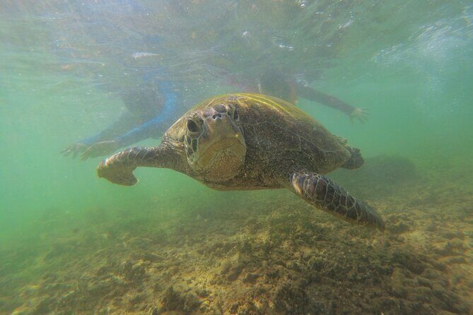 Snorkeling with Sea Turtles in Mirissa (Pickup and Drop included) - The Bottom Line