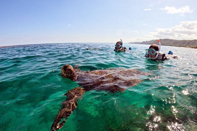 Snorkeling with sea turtles - The Sum Up