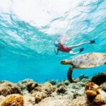 Snorkeling with Turtles and Cenotes - An In-Depth Look at What to Expect