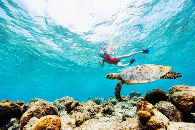 Snorkeling with Turtles and Cenotes - An In-Depth Look at What to Expect