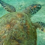 Snorkeling with Turtles in Mirissa - The Real Value of This Tour