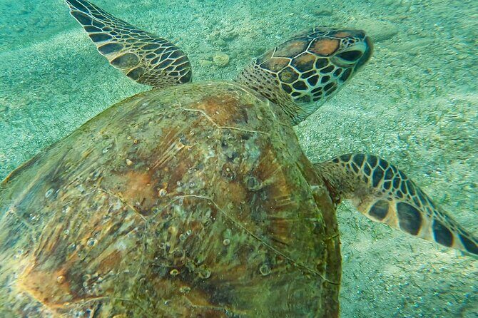 Snorkeling with Turtles in Mirissa - The Real Value of This Tour