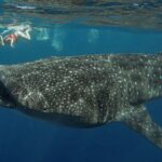 Snorkeling with Whale Sharks - Isla Mujeres - The Experience in Detail: Itinerary Breakdown
