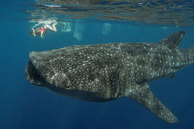 Snorkeling with Whale Sharks - Isla Mujeres - The Experience in Detail: Itinerary Breakdown