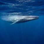 Snorkeling with Whales in Mirissa - Who Should Book This Tour?