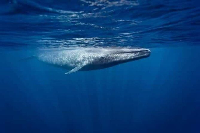 Snorkeling with Whales in Mirissa - Who Should Book This Tour?