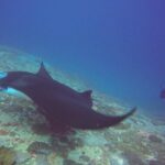 Snorkelling in Nusa Penida - Manta Point - Who Is This Tour Best For?