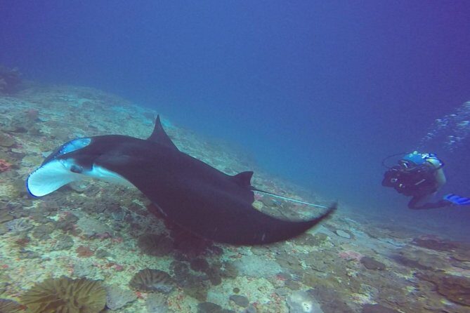 Snorkelling in Nusa Penida - Manta Point - Who Is This Tour Best For?