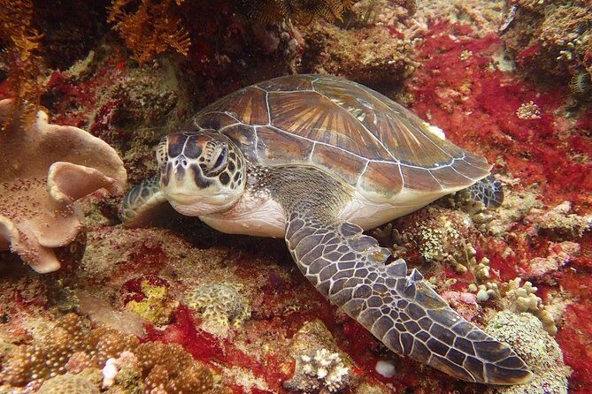 Snorkelling in the Blue Lagoon - A Detailed Look at the Experience