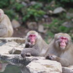 Snow Monkey and Obuse from Nagano - The Bottom Line