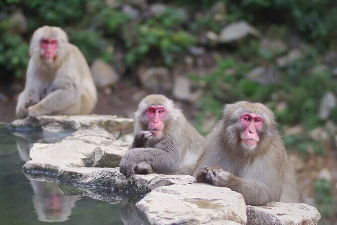 Snow Monkey and Obuse from Nagano - The Bottom Line