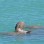 Snubfin Dolphin Eco Cruise from Broome - The Cost & Value