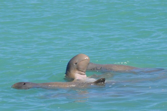 Snubfin Dolphin Eco Cruise from Broome - The Cost & Value