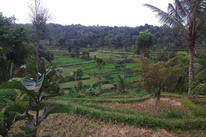 Soft Trekking Tetebatu - Who Should Consider This Tour?