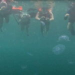 Sohoton Cove: Swim with Jellyfish & Explore Hidden Lagoons - The Itinerary in Detail