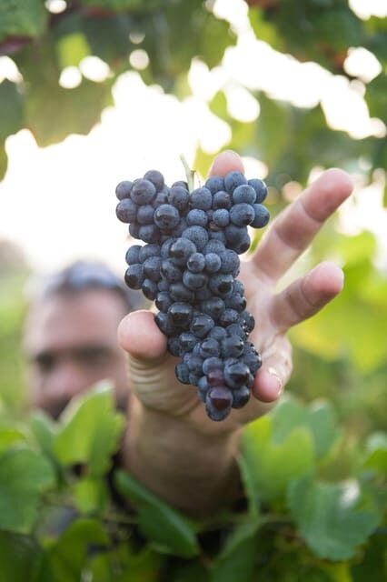 Solvang: Santa Ynez Valley Wine Tours w/ Lunch & Tastings - The Itinerary: A Well-Balanced Exploration