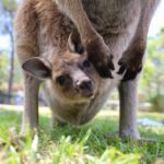 Somersby: Australian Reptile Park Day Pass - 9am to 5pm - Why This Tour Is Worth Considering