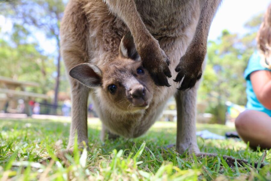 Somersby: Australian Reptile Park Day Pass - 9am to 5pm - Why This Tour Is Worth Considering