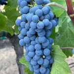 Sonoma: Sonoma Plaza Walking Tour - Key Points