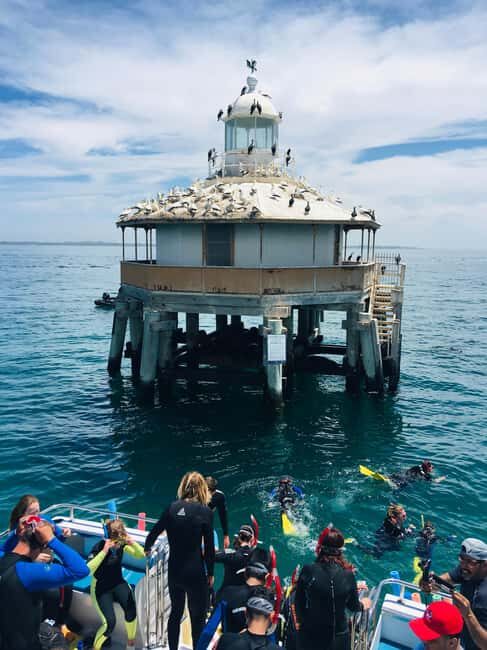 Sorrento: Boat Tour & Snorkeling with the Seals with Lunch - The Itinerary: What You’ll Experience