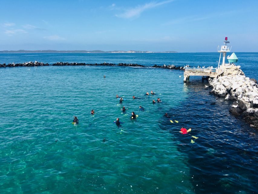 Sorrento: Dolphins & Seals Snorkeling Cruise w/ Lunch - What the Reviews Say