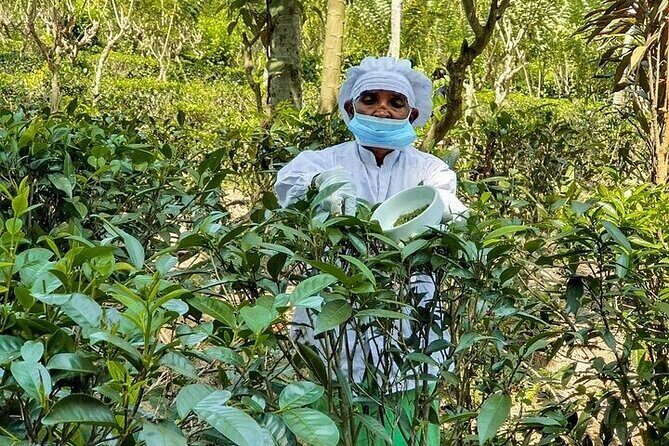 South Coast Highlights Tour from Colombo - Practical Details and What to Expect