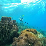 South Phu Quoc: Pro Snorkeling Tour by Speedboat - What to Expect from the Tour