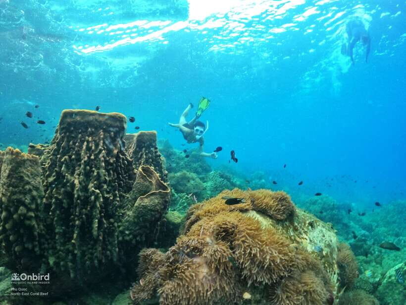 South Phu Quoc: Pro Snorkeling Tour by Speedboat - What to Expect from the Tour