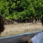 Southern Daintree Explorer Tour - Half Day - A Close Look at the Itinerary