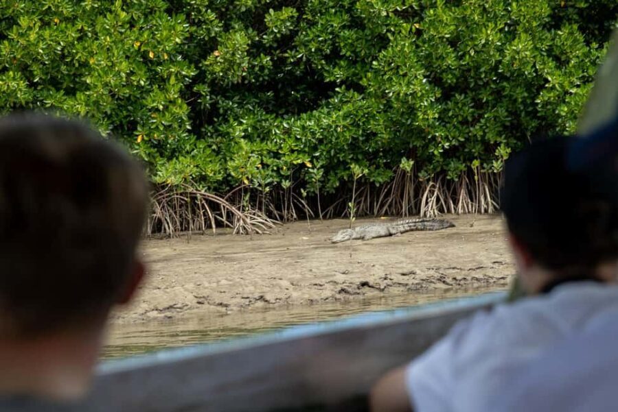Southern Daintree Explorer Tour - Half Day - A Close Look at the Itinerary