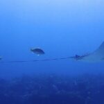 SPECIAL!! 2 Tank Wreck & Drift Reef dives - Why This Tour Offers Great Value
