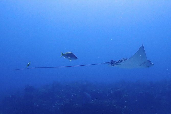 SPECIAL!! 2 Tank Wreck & Drift Reef dives - Why This Tour Offers Great Value