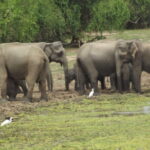 Special Elephants Safari from hambantota Port - Wildlife Highlights: What You’re Likely to See