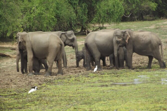 Special Elephants Safari from hambantota Port - Wildlife Highlights: What You’re Likely to See