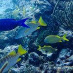 SPECIAL! Snorkel at MUSA - The Underwater Museum Reservation - Authentic Experiences from Travelers