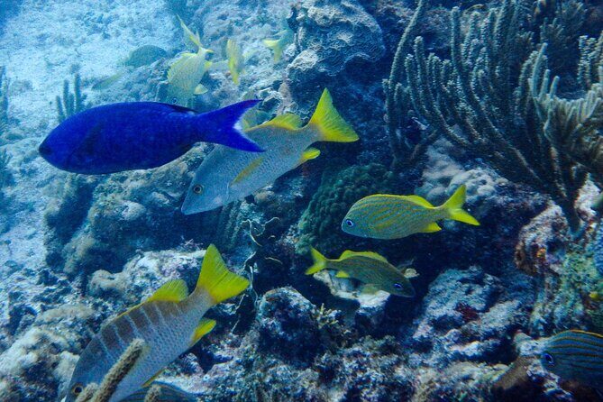 SPECIAL! Snorkel at MUSA - The Underwater Museum Reservation - Authentic Experiences from Travelers