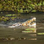 Spectacular Jumping Crocodile Cruise with Darwin Transfer Bus - The Experience’s Value and Practicality