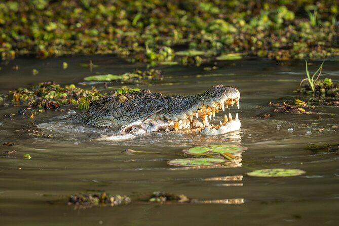 Spectacular Jumping Crocodile Cruise with Darwin Transfer Bus - The Experience’s Value and Practicality