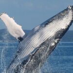 Spirit of Hervey Bay Whale Watching Cruise - Final Thoughts