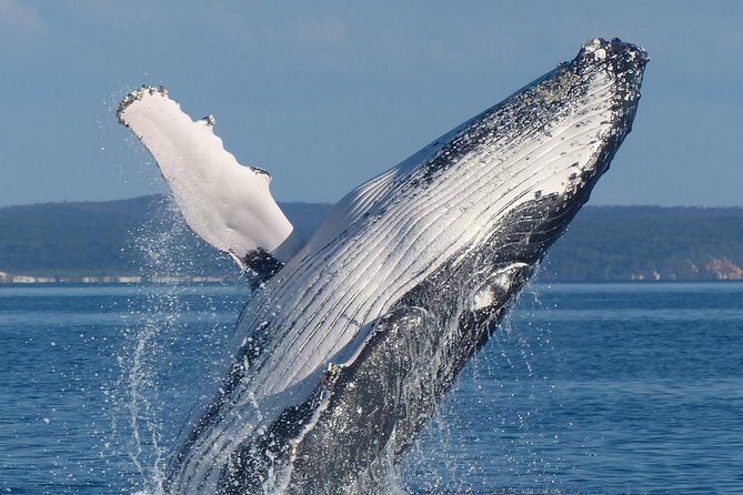 Spirit of Hervey Bay Whale Watching Cruise - Final Thoughts