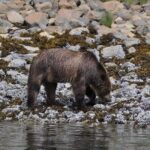 Spring Bear and Waterfall Tour - Why This Tour Offers Great Value