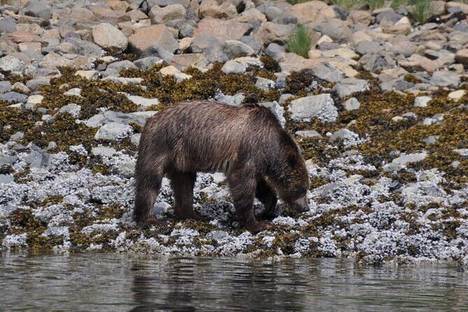 Spring Bear and Waterfall Tour - Why This Tour Offers Great Value