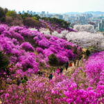 Spring flower Blossom festival, Railbike & Incheon Day tour - Authenticity & Cultural Highlights