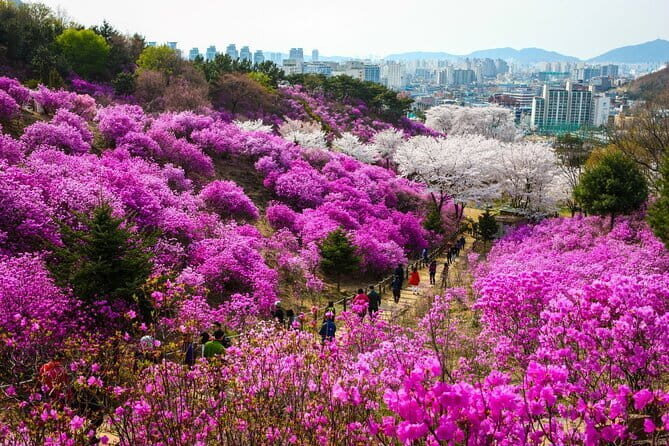 Spring flower Blossom festival, Railbike & Incheon Day tour - Authenticity & Cultural Highlights