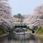 Spring Quartet & Matsukawa Sakura Tour in Toyama from Kanazawa - What You Gain from This Tour