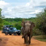 Sri Lanka: 10-Day Private Tour with 4*, Half-Board Hotels - What Does It All Mean for Travelers?